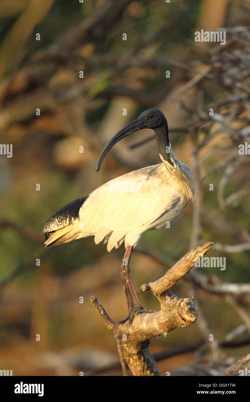 A sacred ibis Stock Photo - Alamy