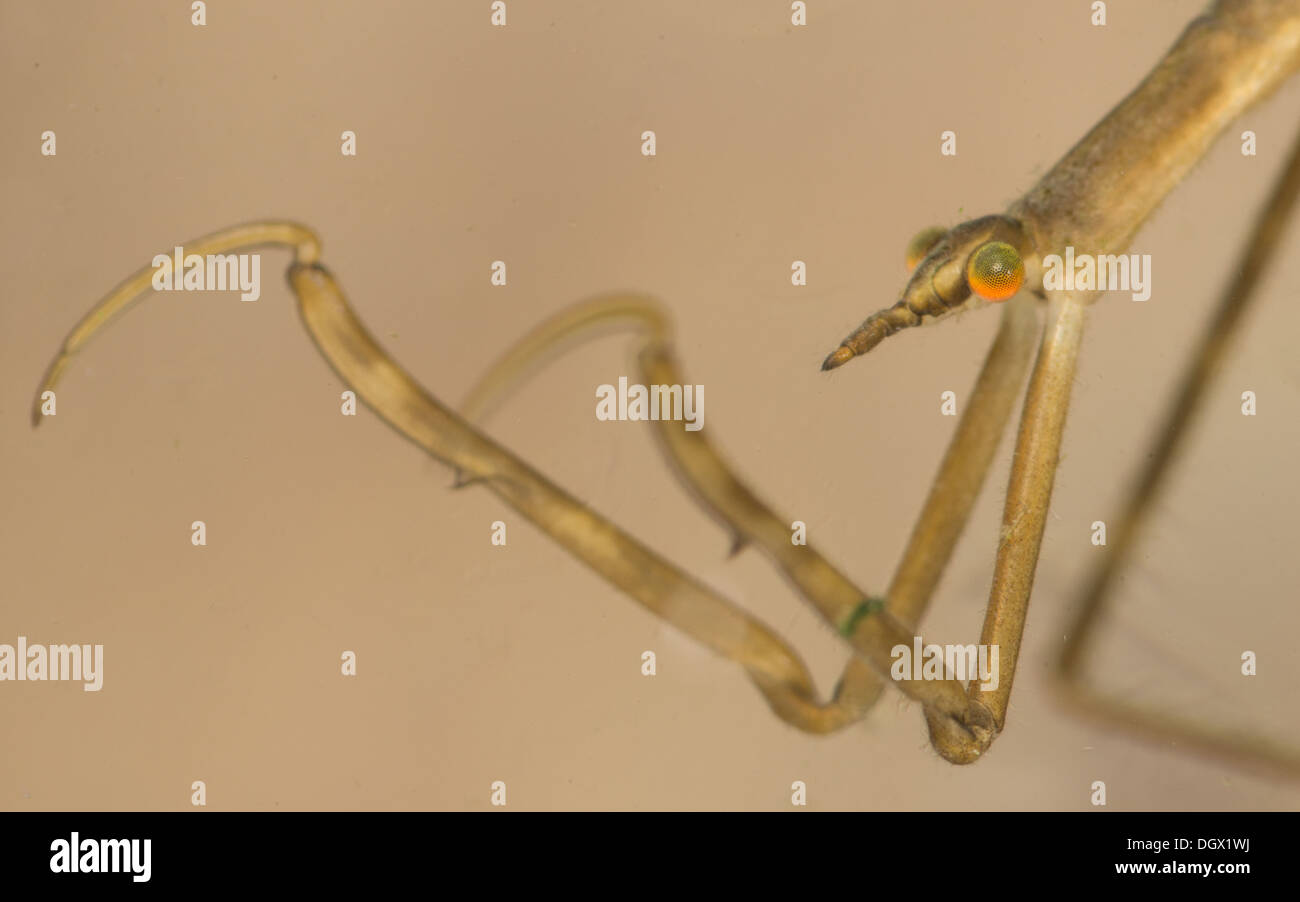 Water stick insect close up underwater. Taken in a photographic ...