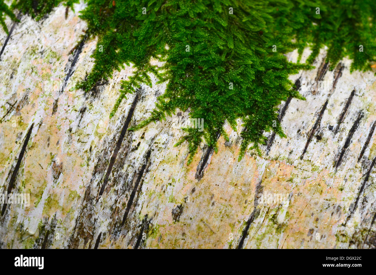 Moss growing on fallen silver birch tree Stock Photo - Alamy