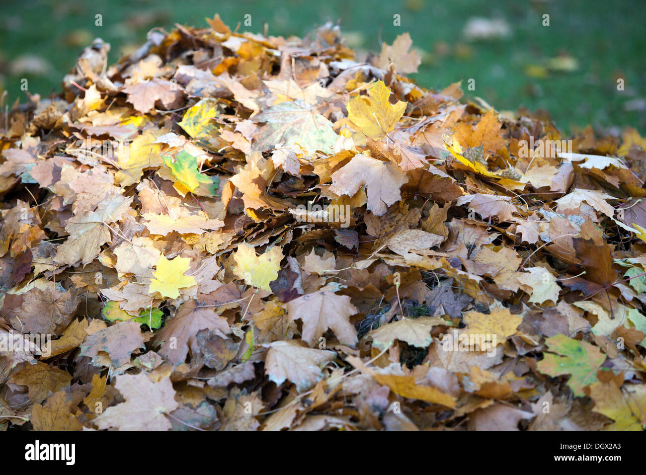 Pile of leaves in the garden pile autumn leaves Stock Photo - Alamy