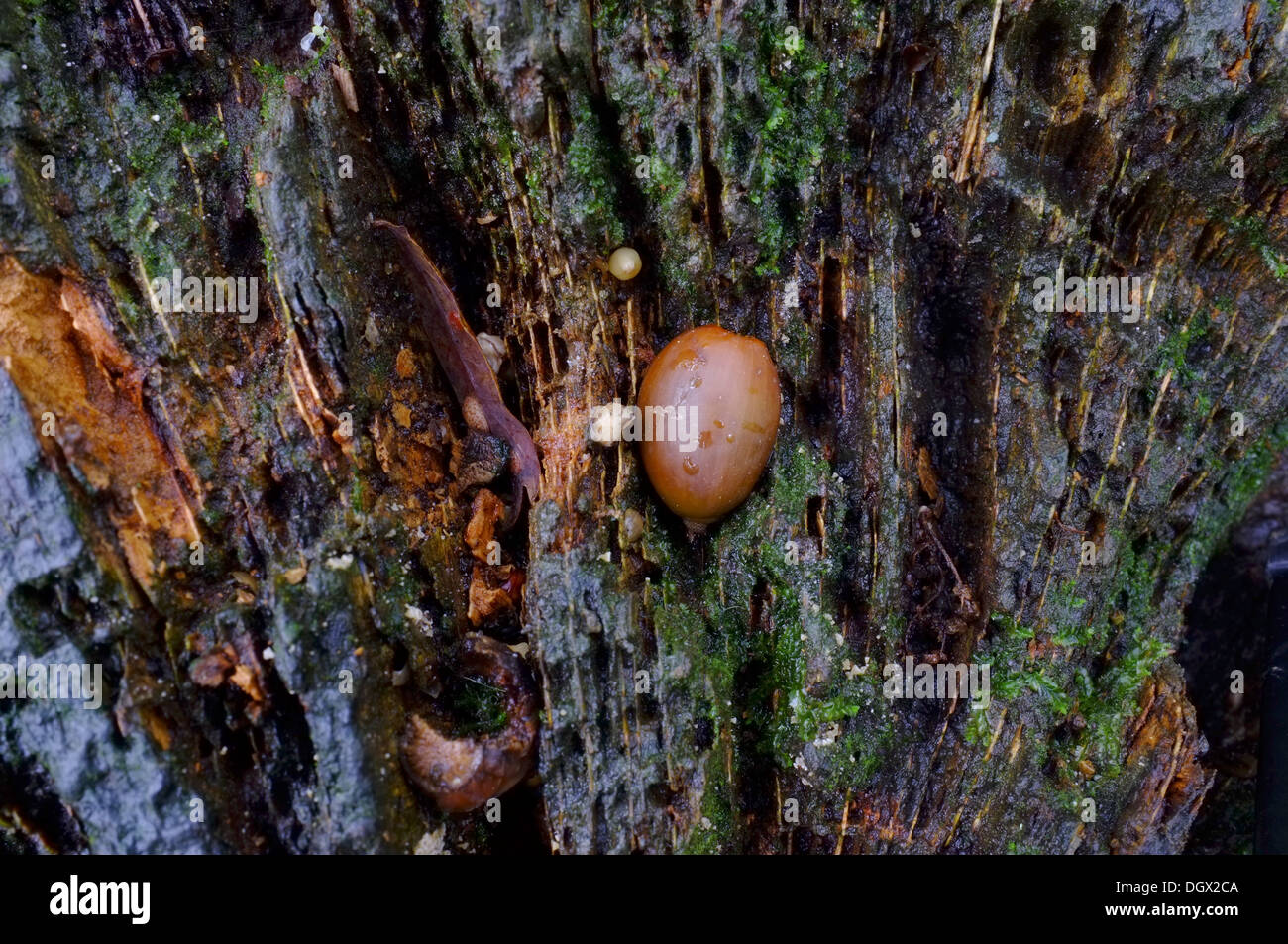 Acorn wedged into a rotting tree stump by squirrel Stock Photo - Alamy