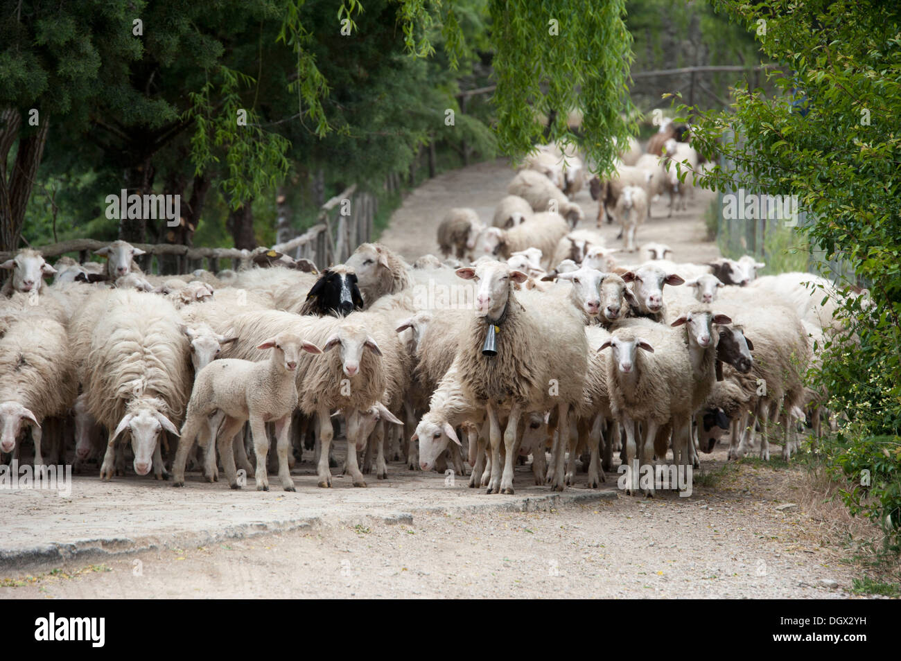 Sheep, Province of Palermo, Sicily, Italy, Europe Stock Photo - Alamy