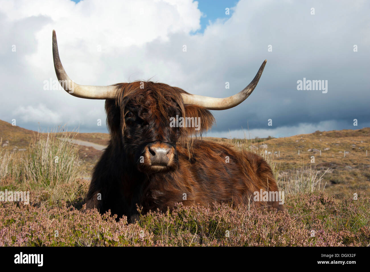 Galloway cattle, Scotland, United Kingdom Stock Photo - Alamy