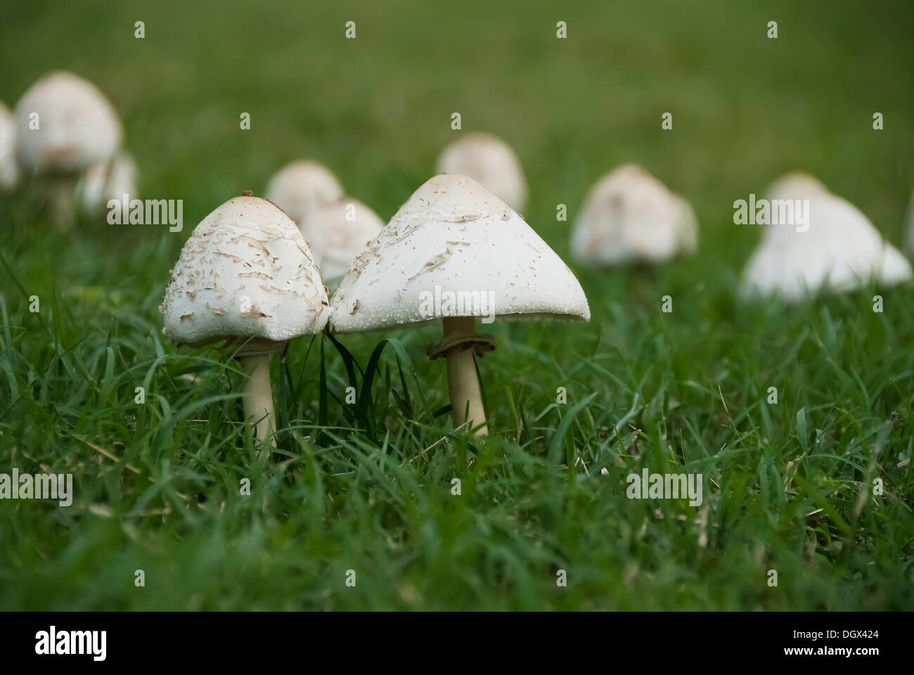 These mushrooms have a very unique shape Stock Photo - Alamy