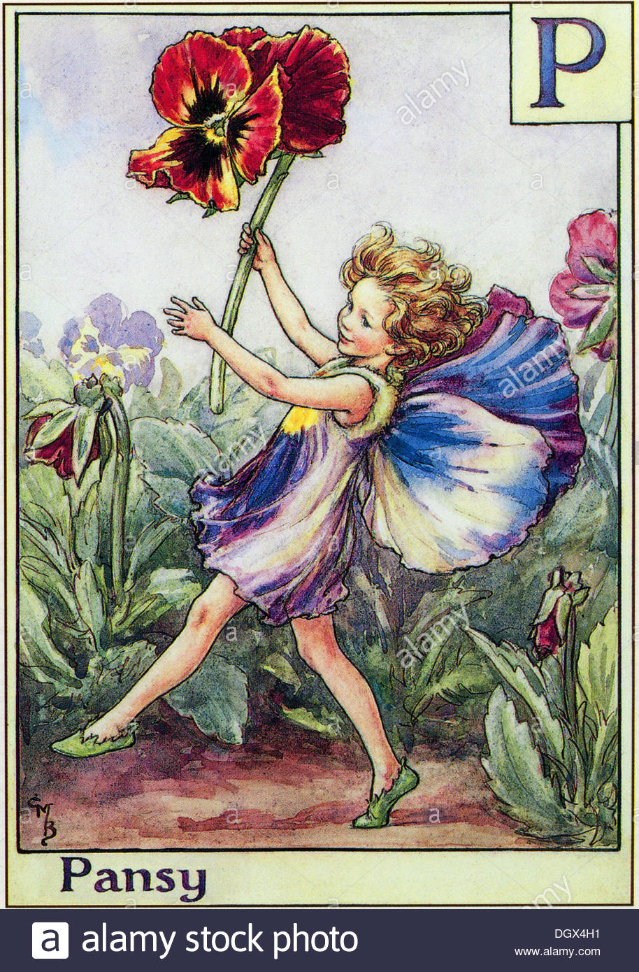 The Flower Fairies By Cicely Barker High Resolution Stock Photography ...