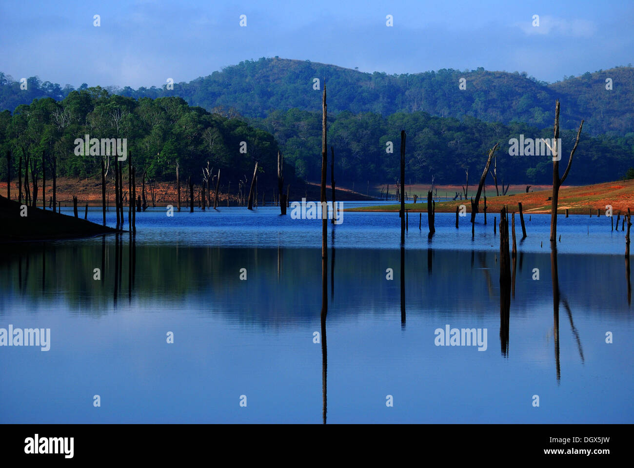 periyar wildlife sanctuary,thekkady,kerala,india Stock Photo - Alamy
