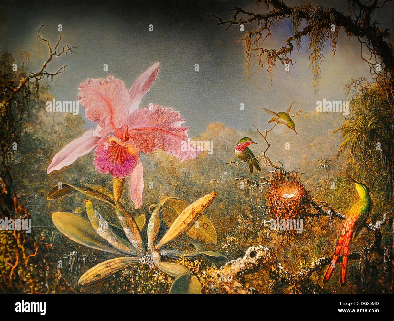 Cattleya Orchid and Three Brazilian Hummingbirds - by Martin Johnson ...