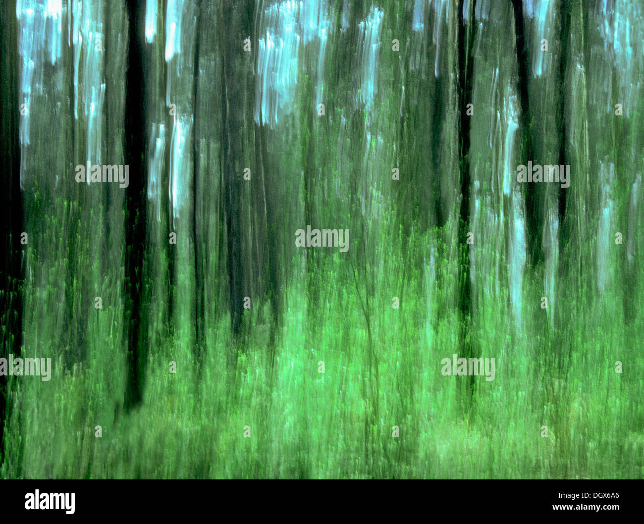 Creative forest hi-res stock photography and images - Alamy