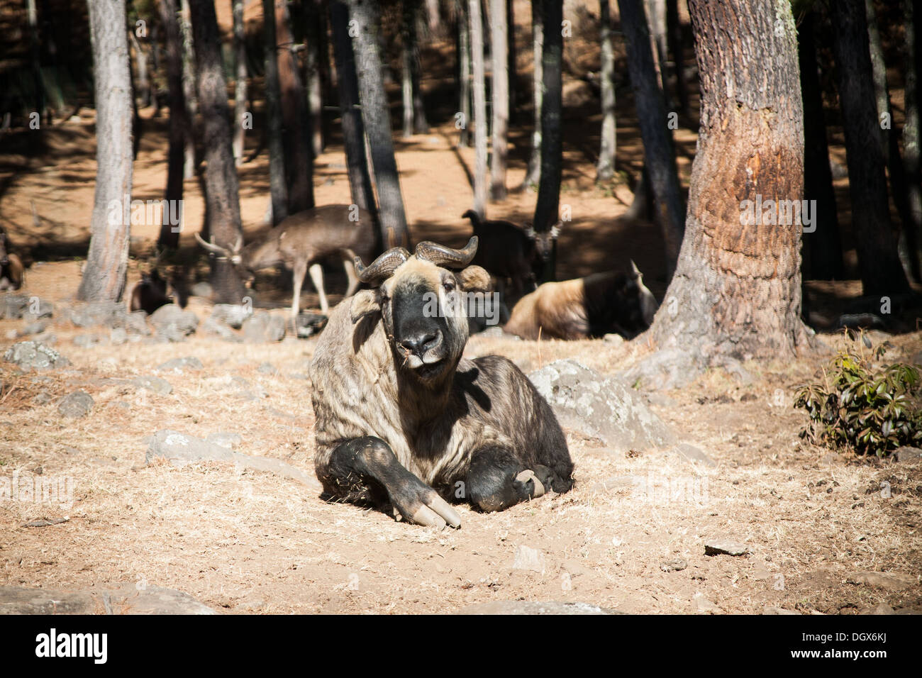 A friendly Takin at the Motithang Takin preserve, Thimphu, Bhutan Stock ...