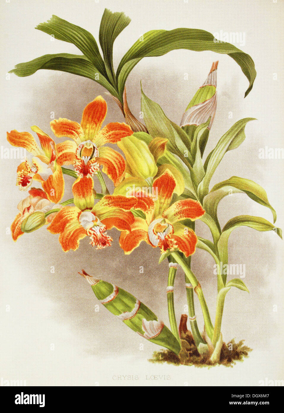 Orchids, Chysis loevis - by John N. Fitch, 1893 Stock Photo - Alamy