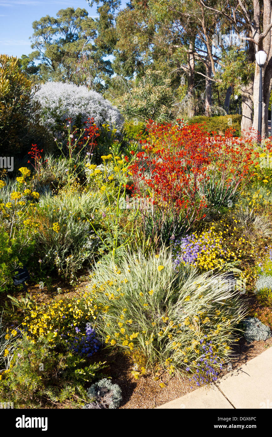 Kings Park Garden and Flowers during spring 2013 Stock Photo - Alamy