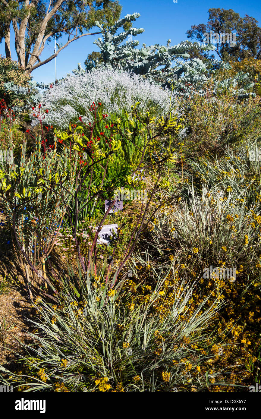 Kings Park Garden and Flowers during spring 2013 Stock Photo - Alamy