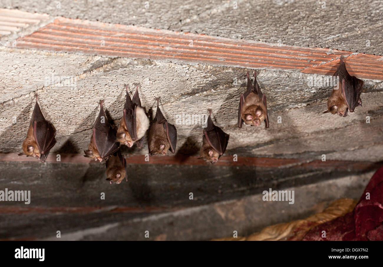 Dgx7n2 a group of lesser horseshoe bats hi-res stock photography and ...