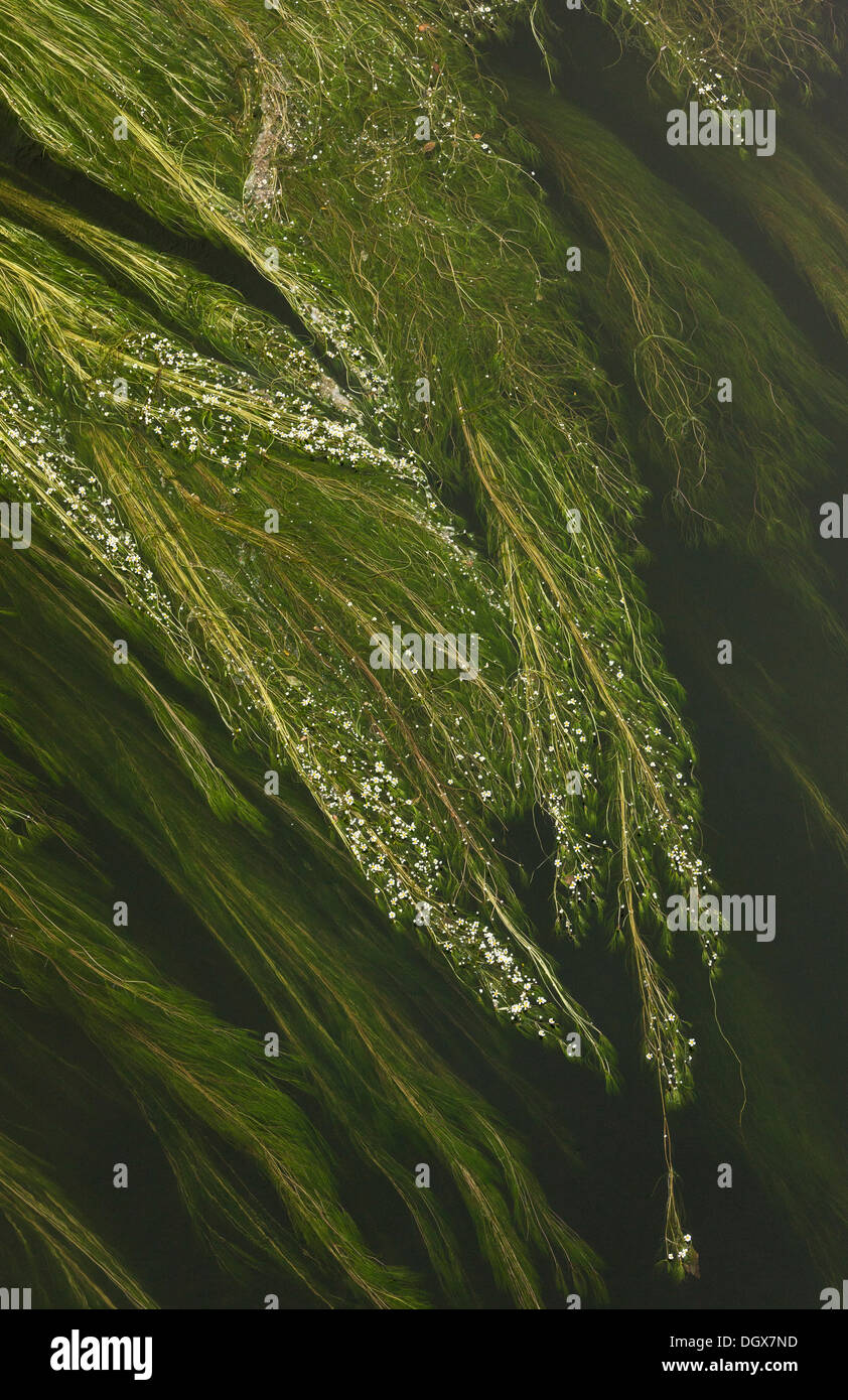 River Water Crowfoot Ranunculus fluitans swirling in the River Dordogne ...