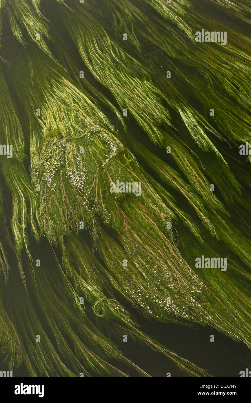 River Water Crowfoot Ranunculus fluitans swirling in the River Dordogne ...