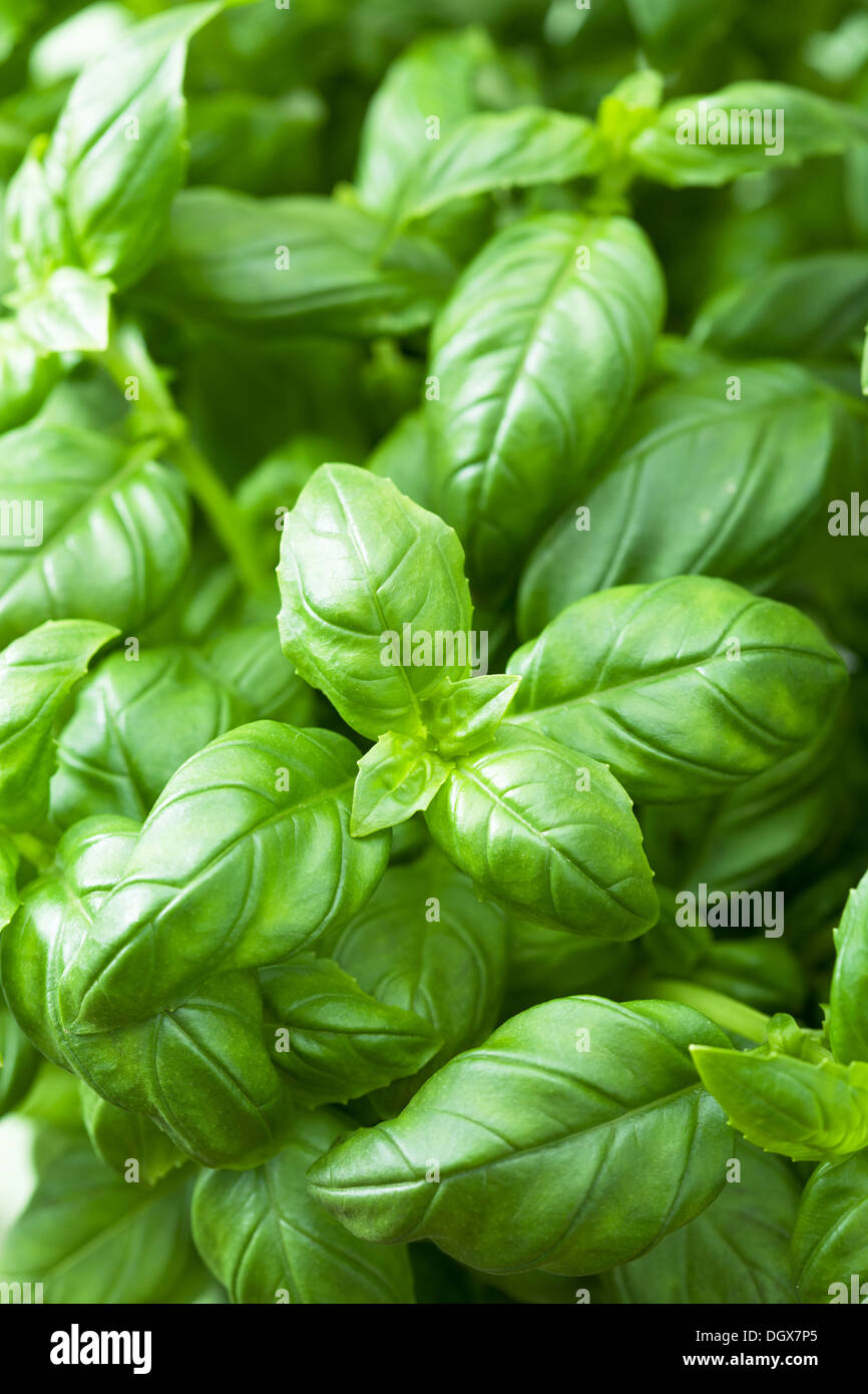 fresh basil leaves Stock Photo - Alamy