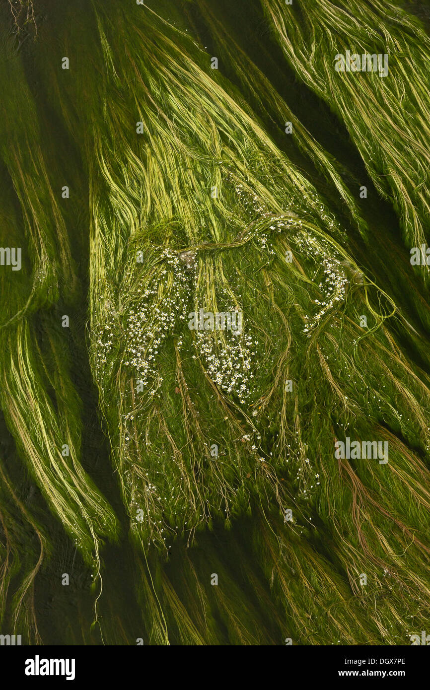River Water Crowfoot Ranunculus fluitans swirling in the River Dordogne ...
