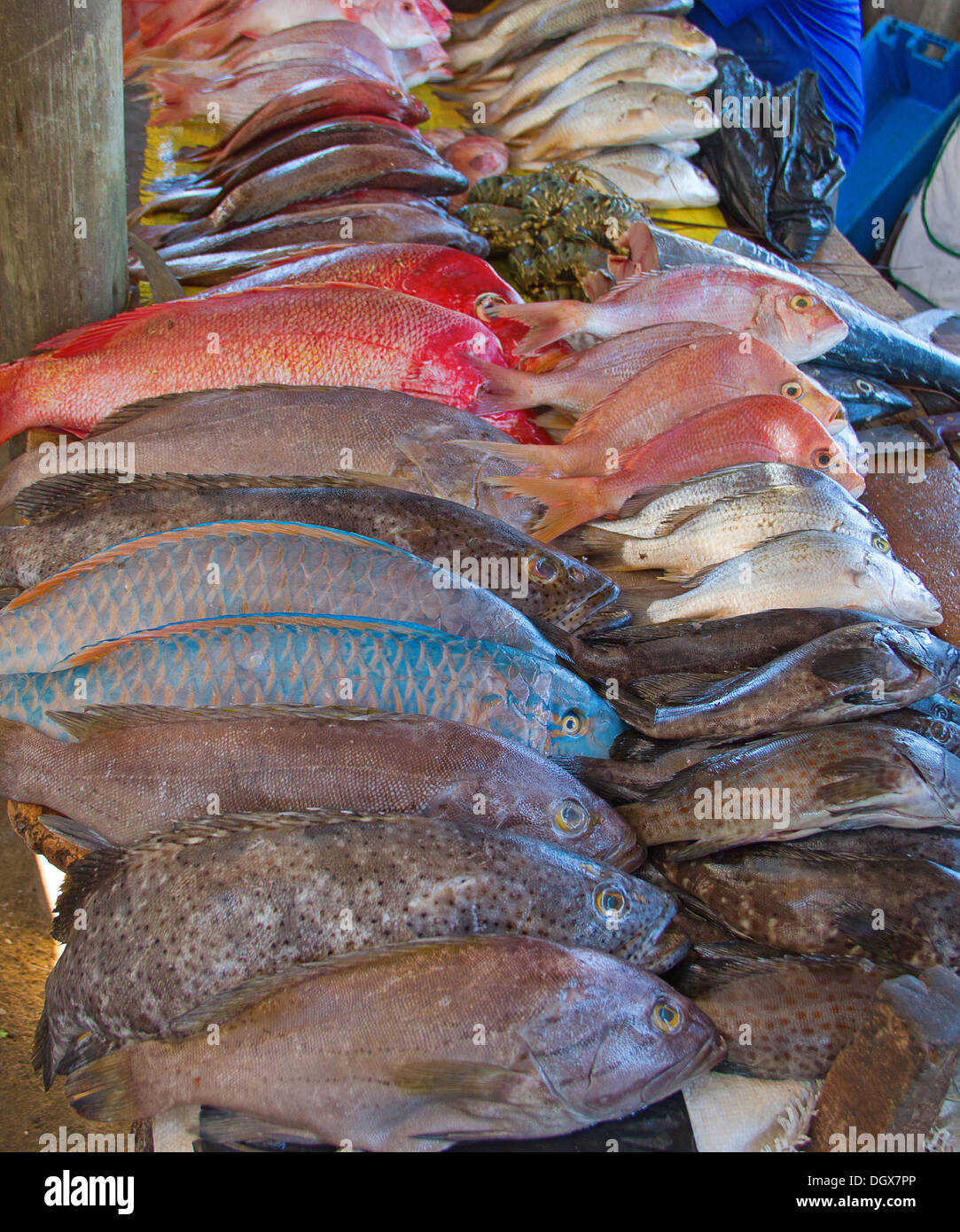 Fresh fish on the Maputo fish market Stock Photo - Alamy