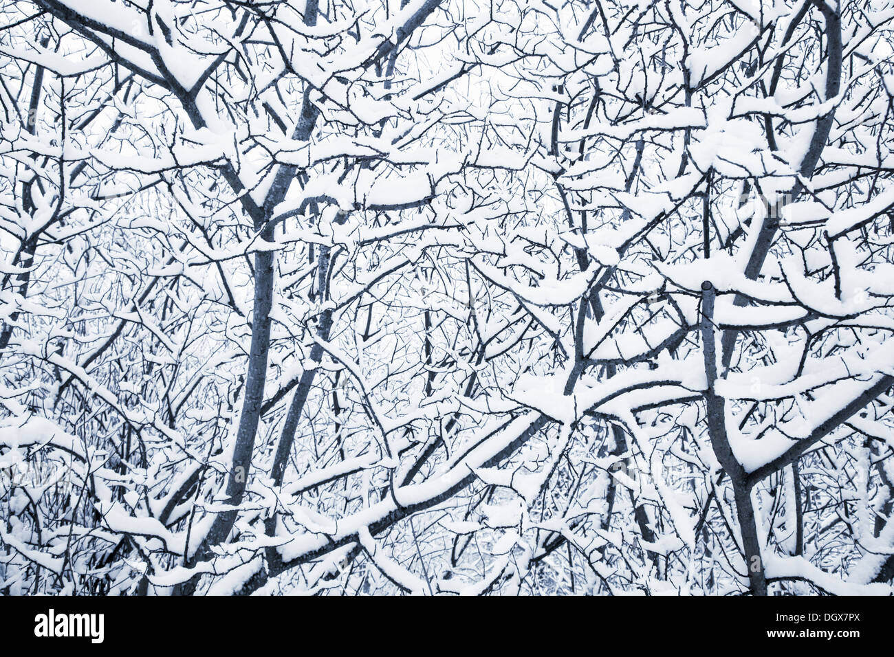 snowy winter trees background Stock Photo - Alamy
