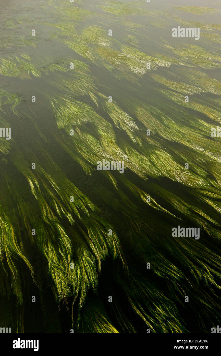River Water Crowfoot Ranunculus fluitans swirling in the River Dordogne ...