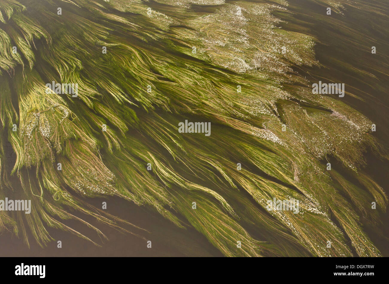 River Water Crowfoot Ranunculus fluitans swirling in the River Dordogne ...