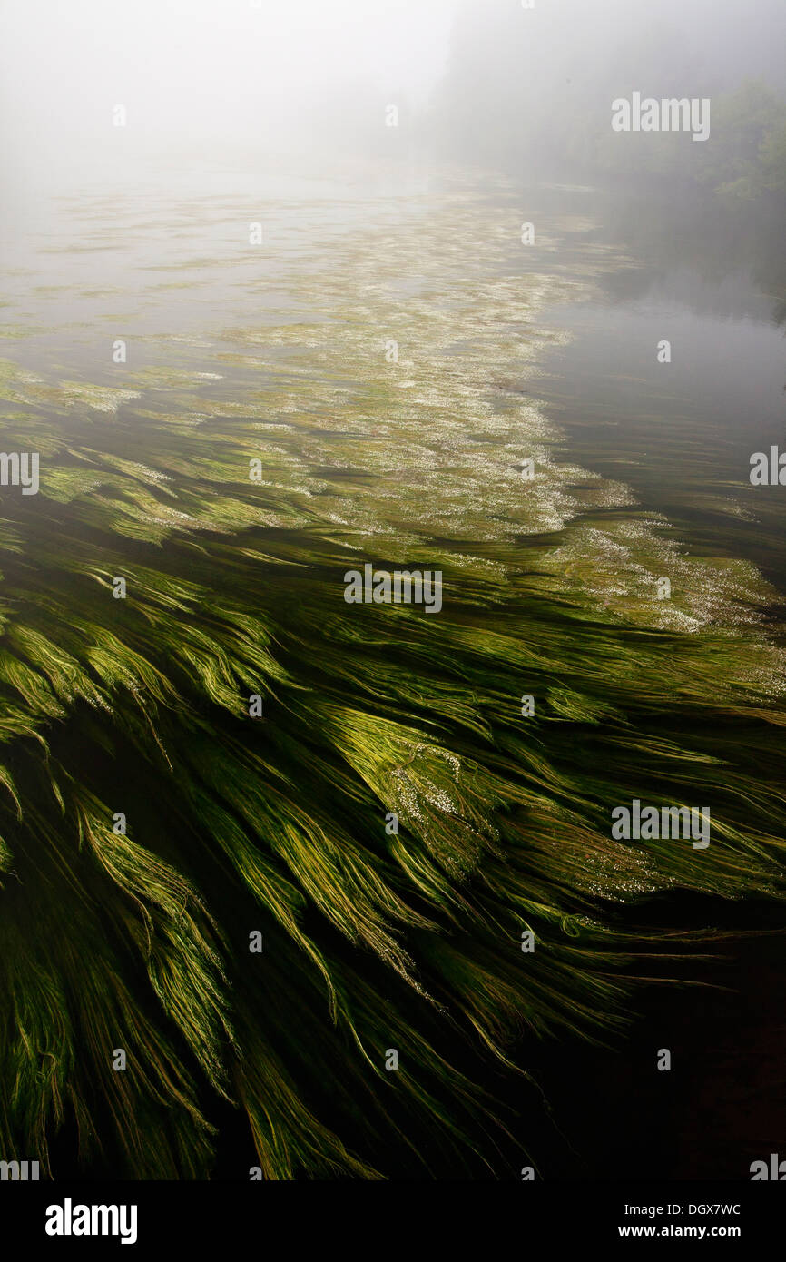 River Water Crowfoot Ranunculus fluitans swirling in the River Dordogne ...