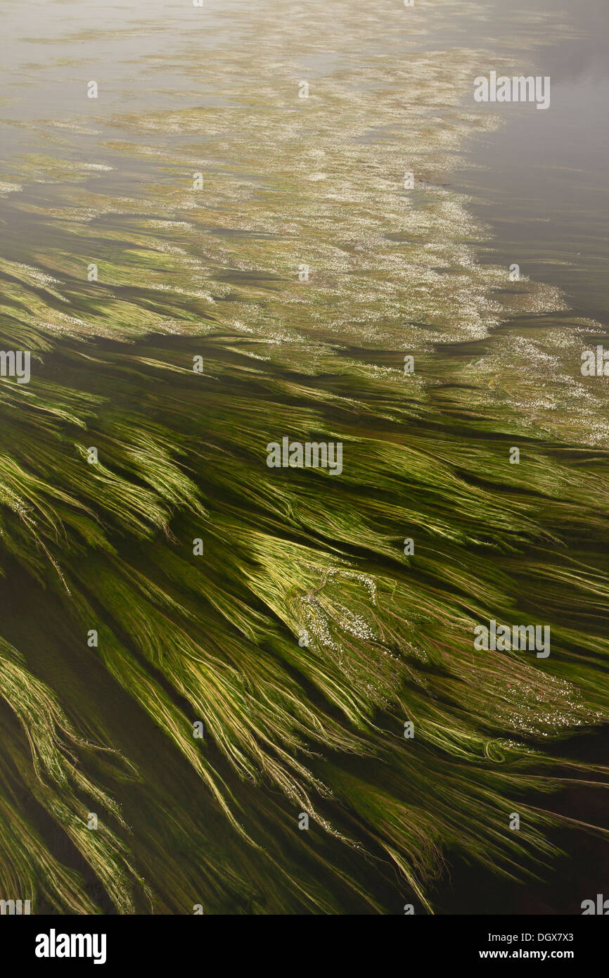 River Water Crowfoot Ranunculus fluitans swirling in the River Dordogne ...