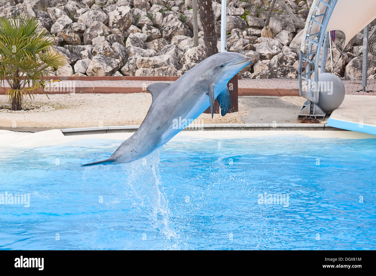 Bottlenose dolphin in the aquarium Stock Photo - Alamy