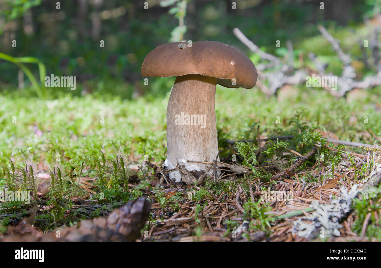 Cep Mushroom Growing in Forest. Boletus Stock Photo - Alamy