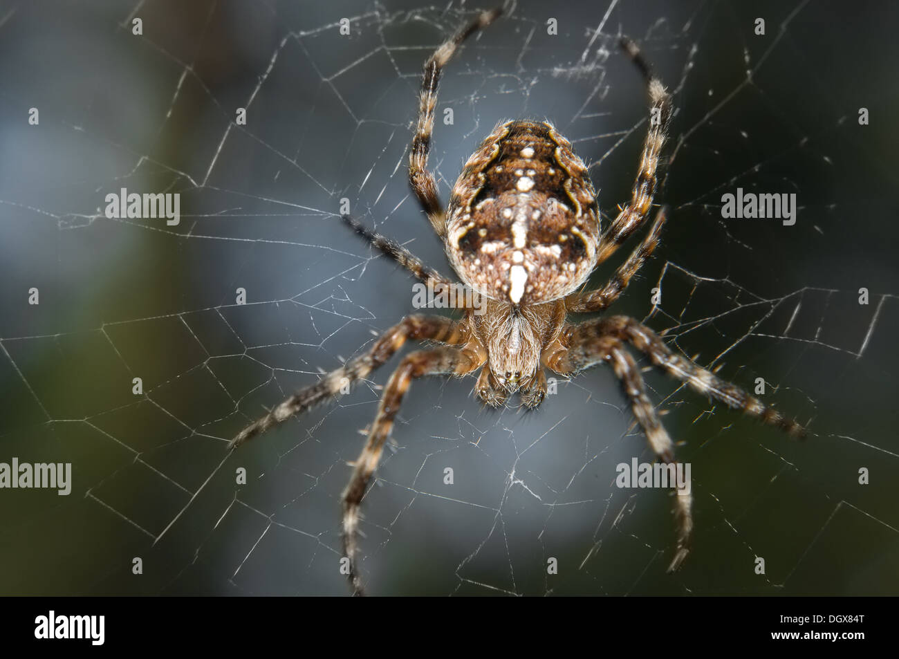 Pattern on back of spider hi-res stock photography and images - Alamy