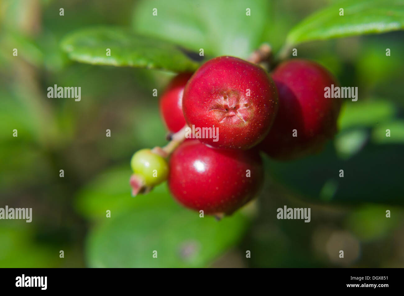 Foxberry - low evergreen shrub of high north temperate regions of ...