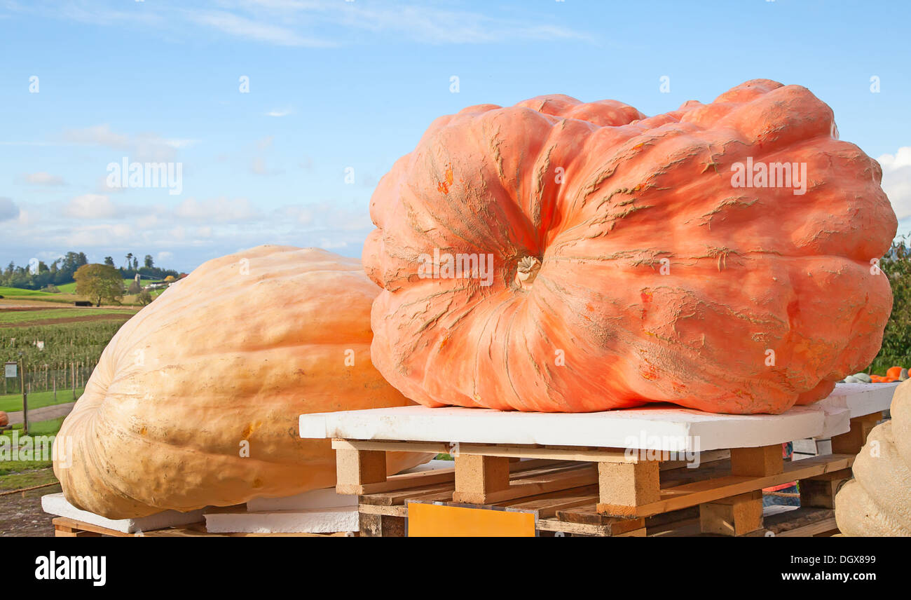 Giant pumpkin close up hi-res stock photography and images - Alamy