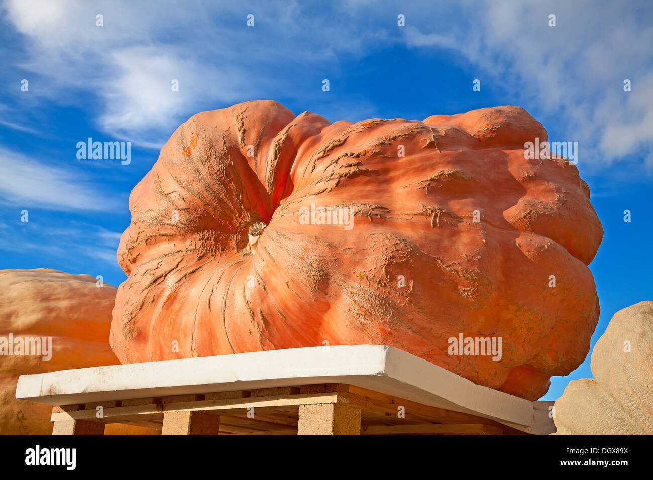 Giant pumpkin, winner of the pumpkni contest on the autumn market Stock ...
