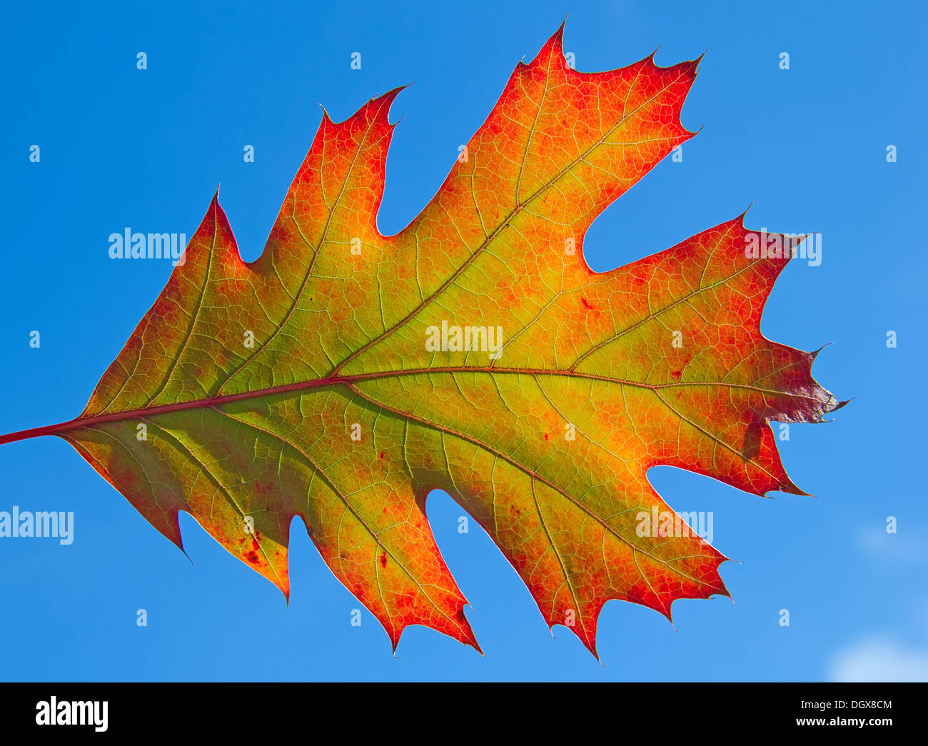 Colorful oak leaf in the autumn Stock Photo - Alamy