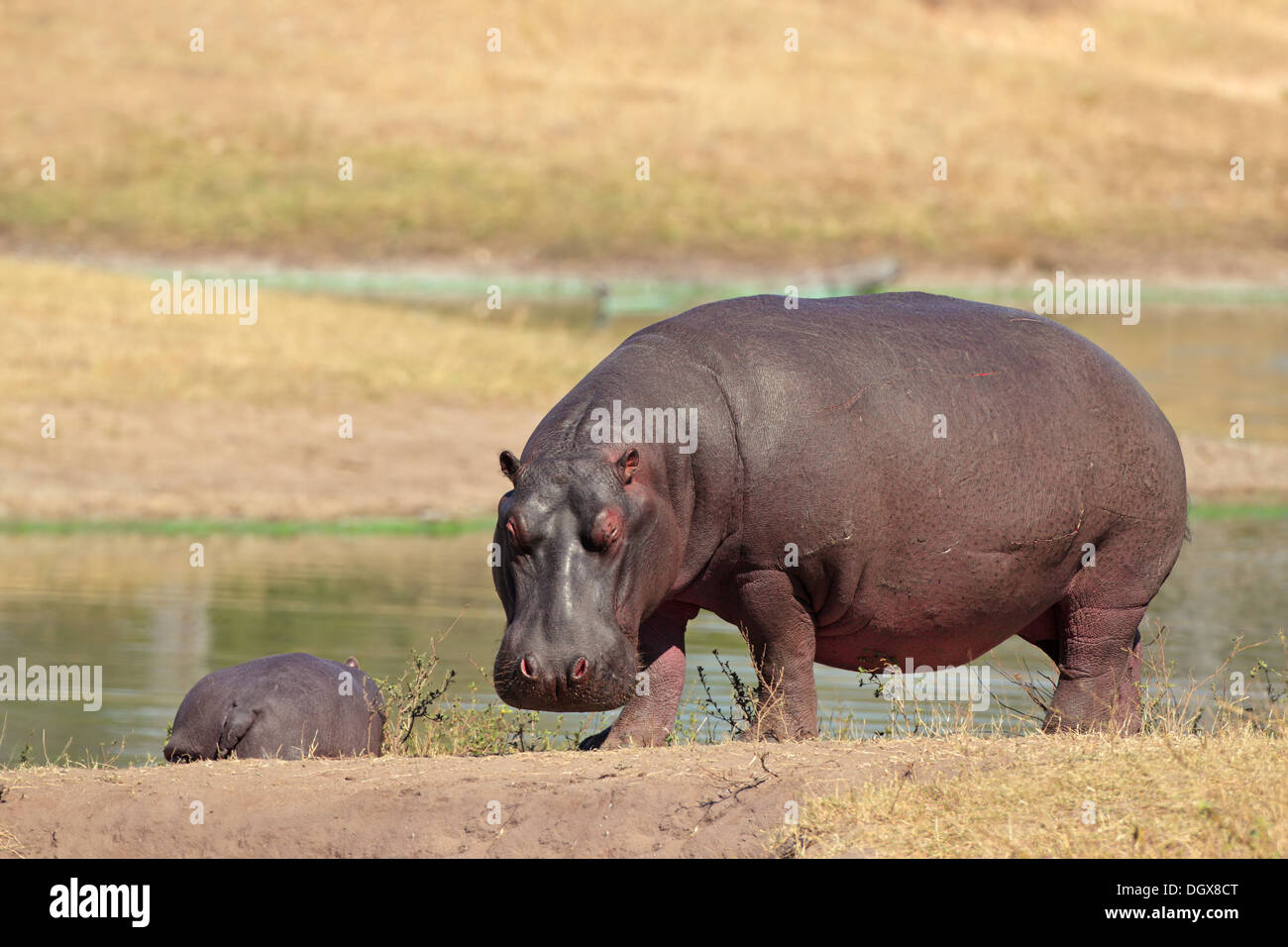 Hippopotamus (Hippopotamus amphibius) on river bank, South Africa Stock ...