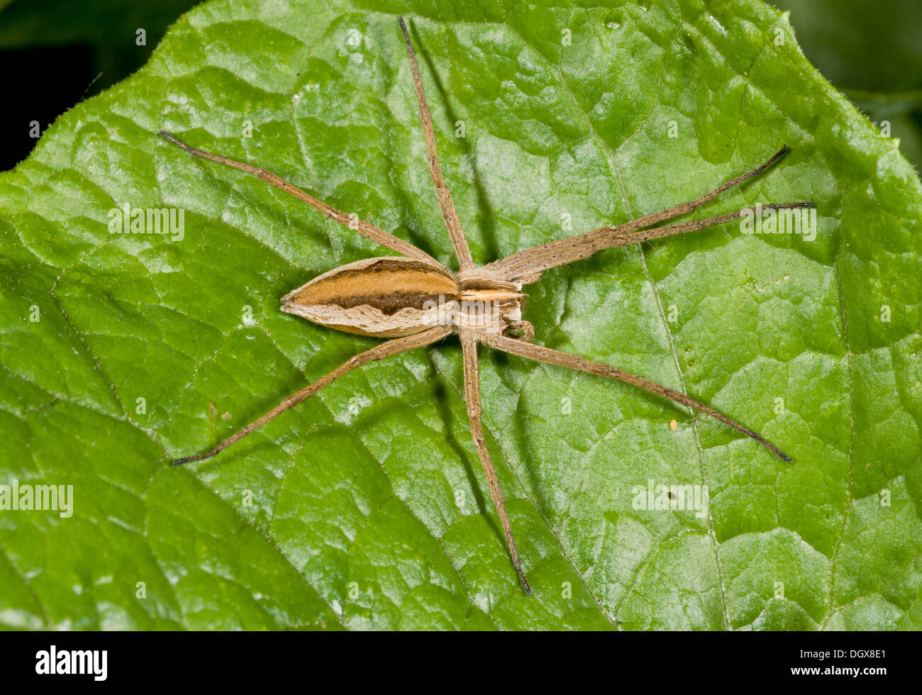 Pisaura mirabilis hi-res stock photography and images - Alamy