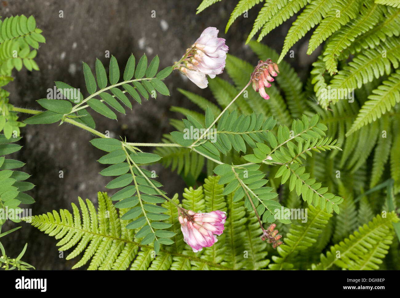 Wood Bitter-vetch, Vicia orobus - rare plant of western Britain Stock ...