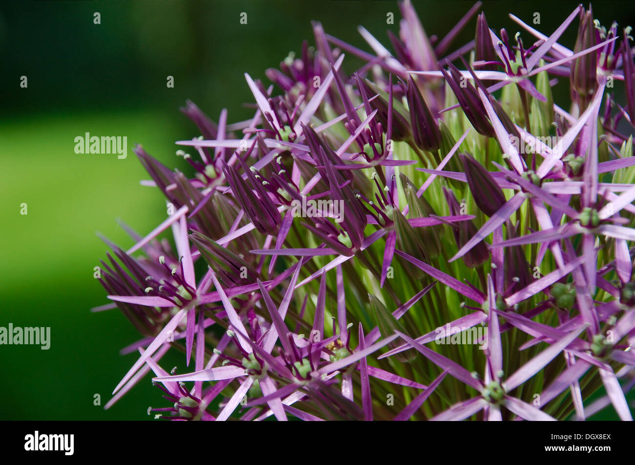 Close up of Allium christophii flower buds Stock Photo - Alamy