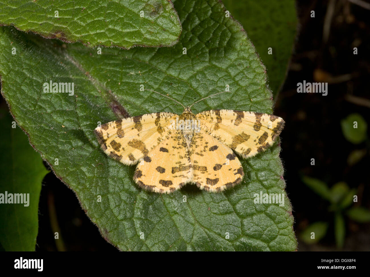 Moth with open wings hi-res stock photography and images - Alamy