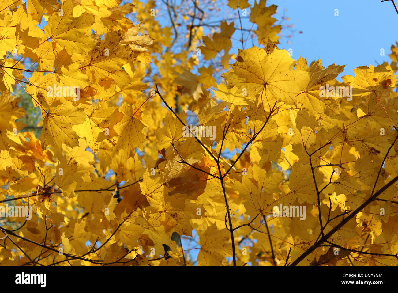 yellow autumn leaves hanging on the tree Stock Photo - Alamy