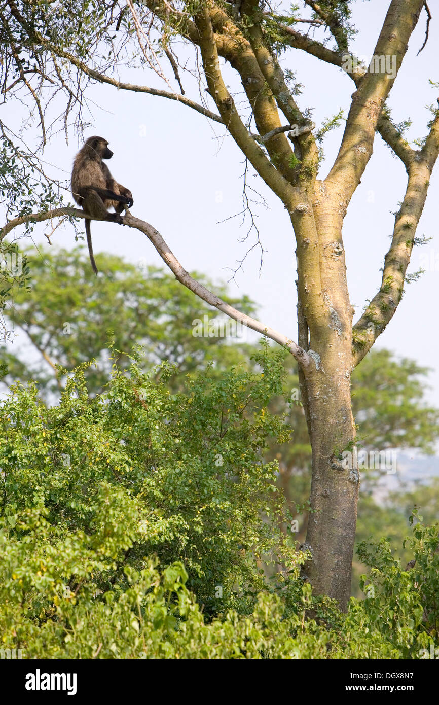 Yellow Baboon Archer Of The Forest Stardust Overdrive Kartenbilder ...