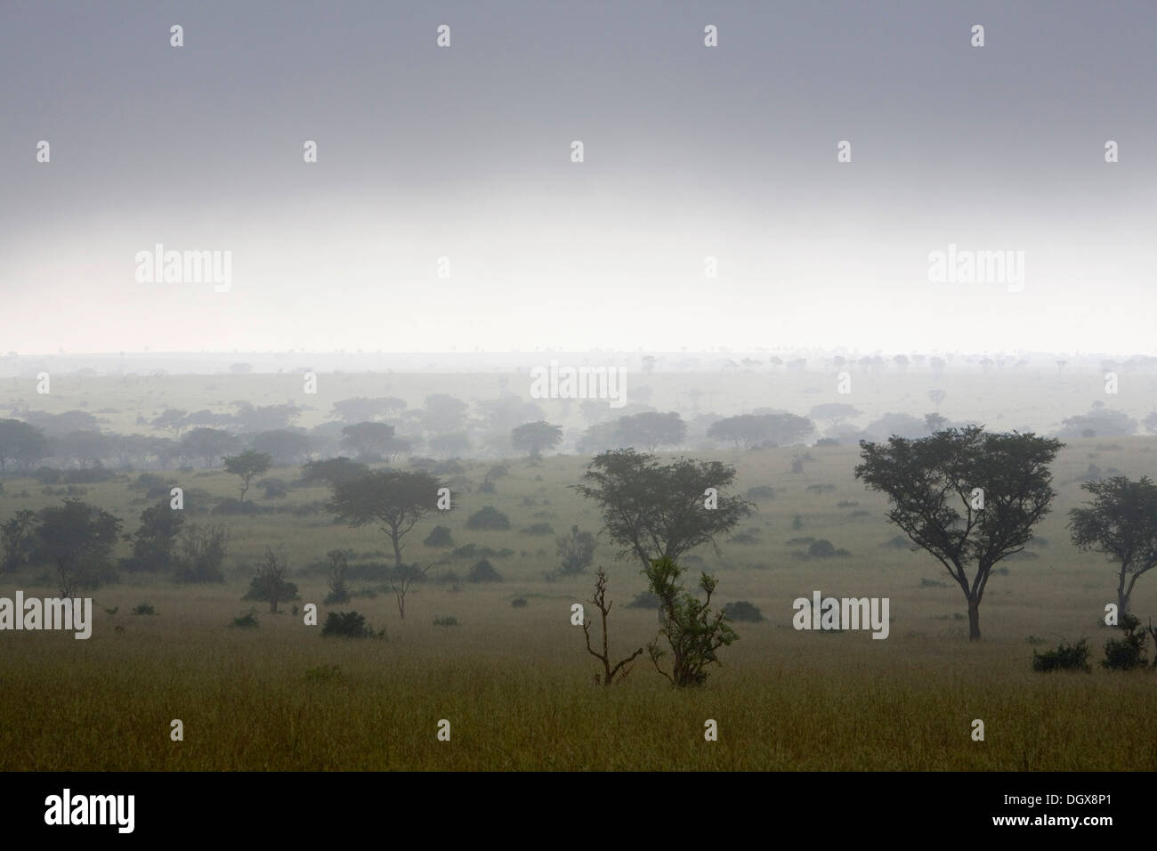 Shots swept the tree trees uganda ugandan weather with hi-res stock ...