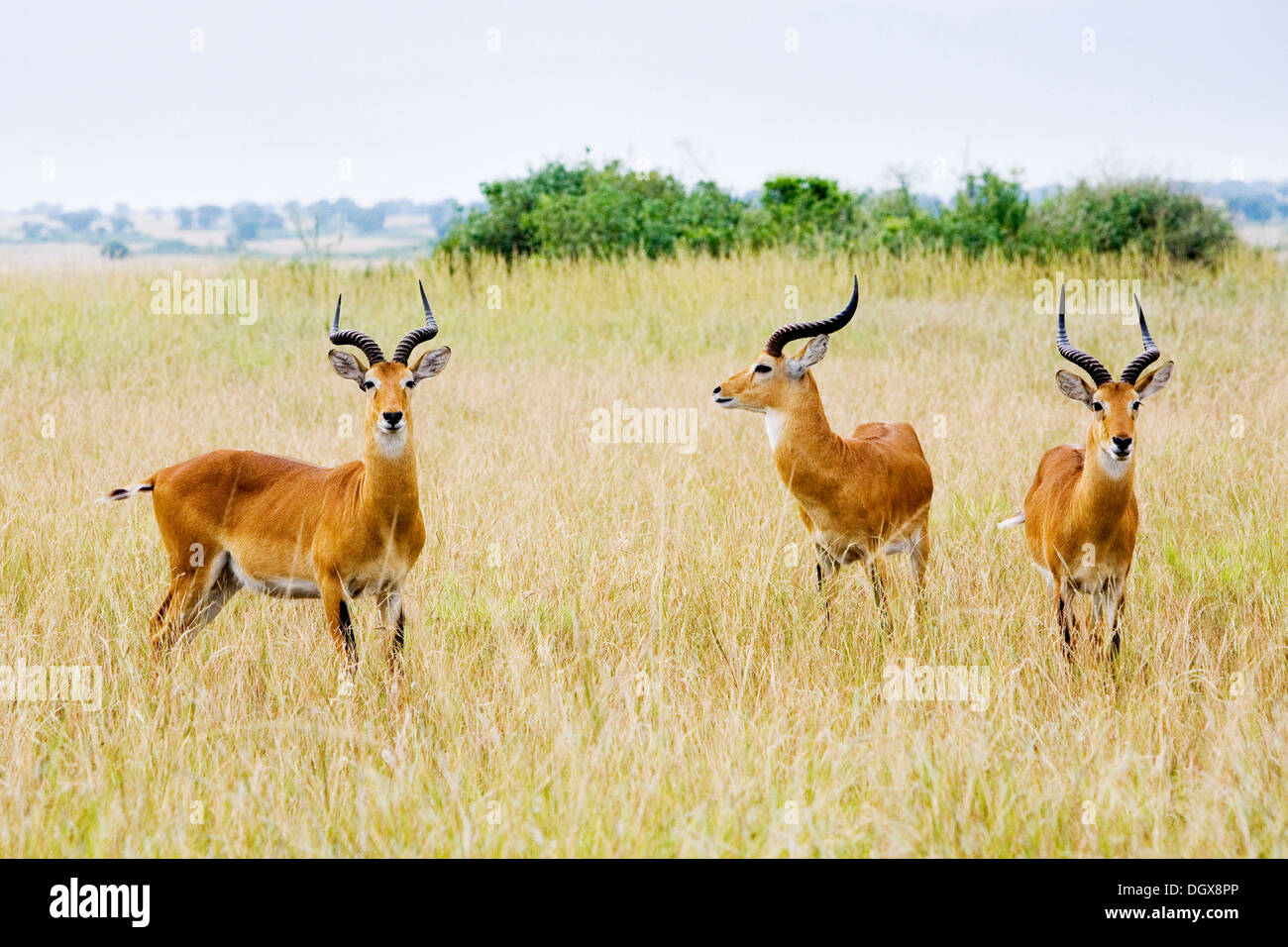 Group of Ugandan kobs (Kobus kob thomasi), bucks standing in the ...