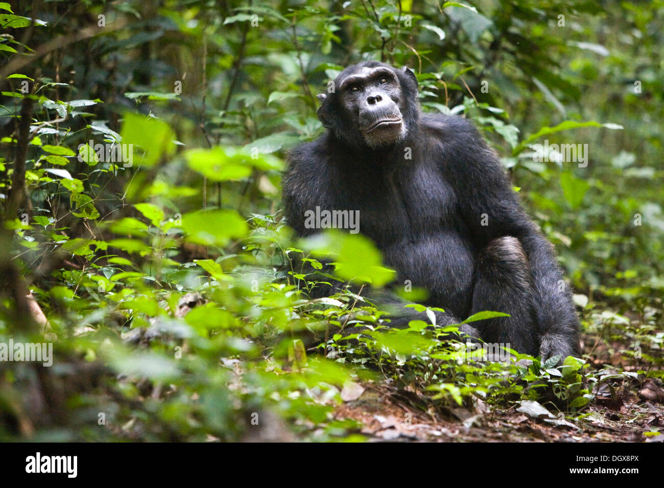 Research on animal communication with a habituated group of chimpanzees ...