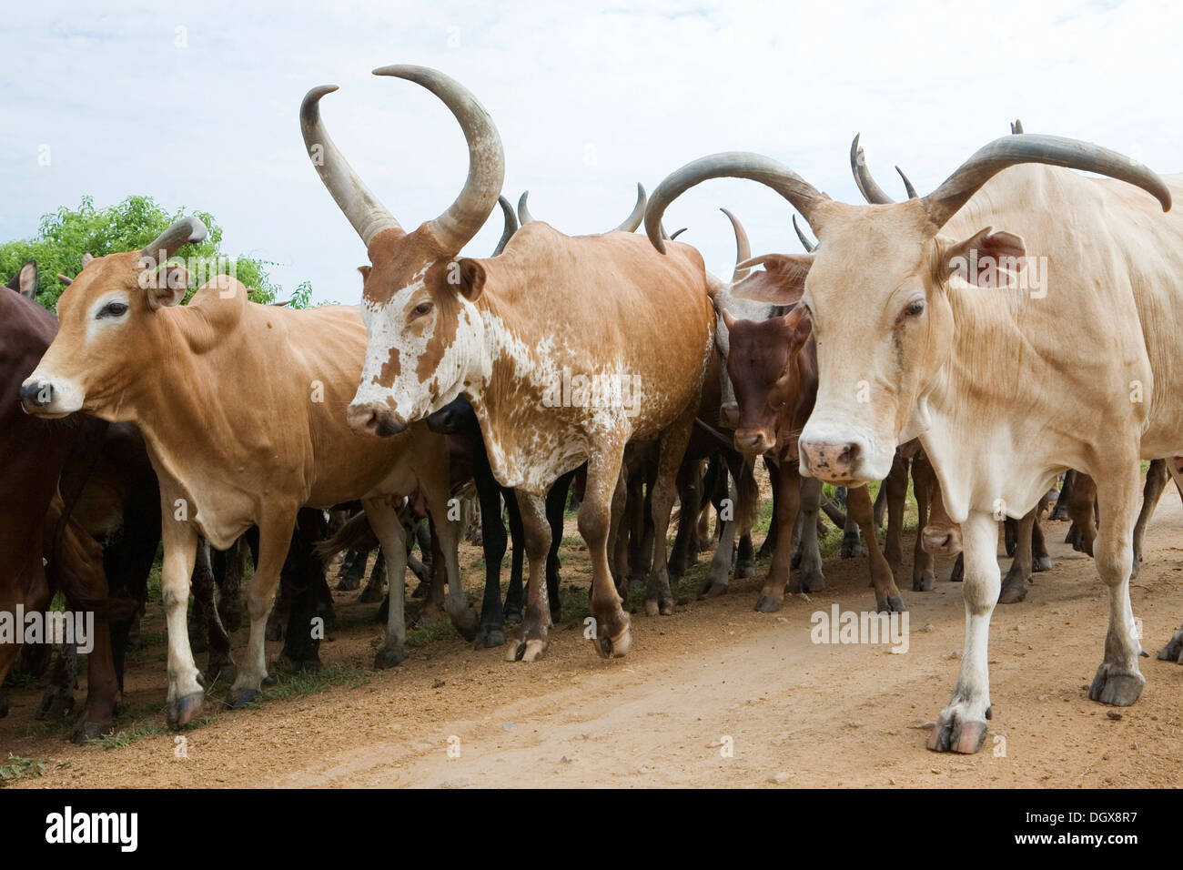 A herd of Watusi cattle walking on a road near Lake Albert, Bugoigo ...