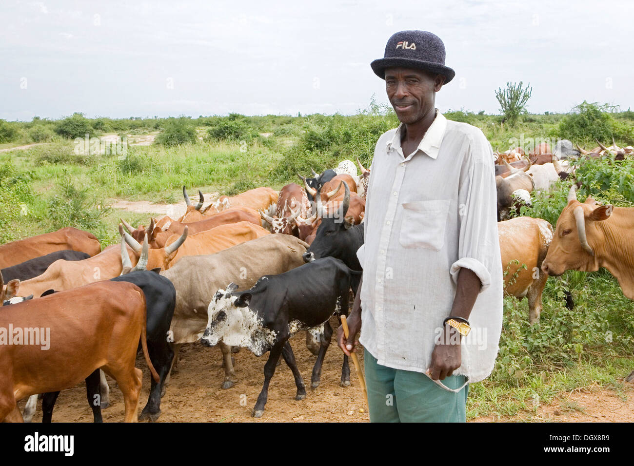 Shepherd with a herd of Watusi cattle on a road near Lake Albert ...