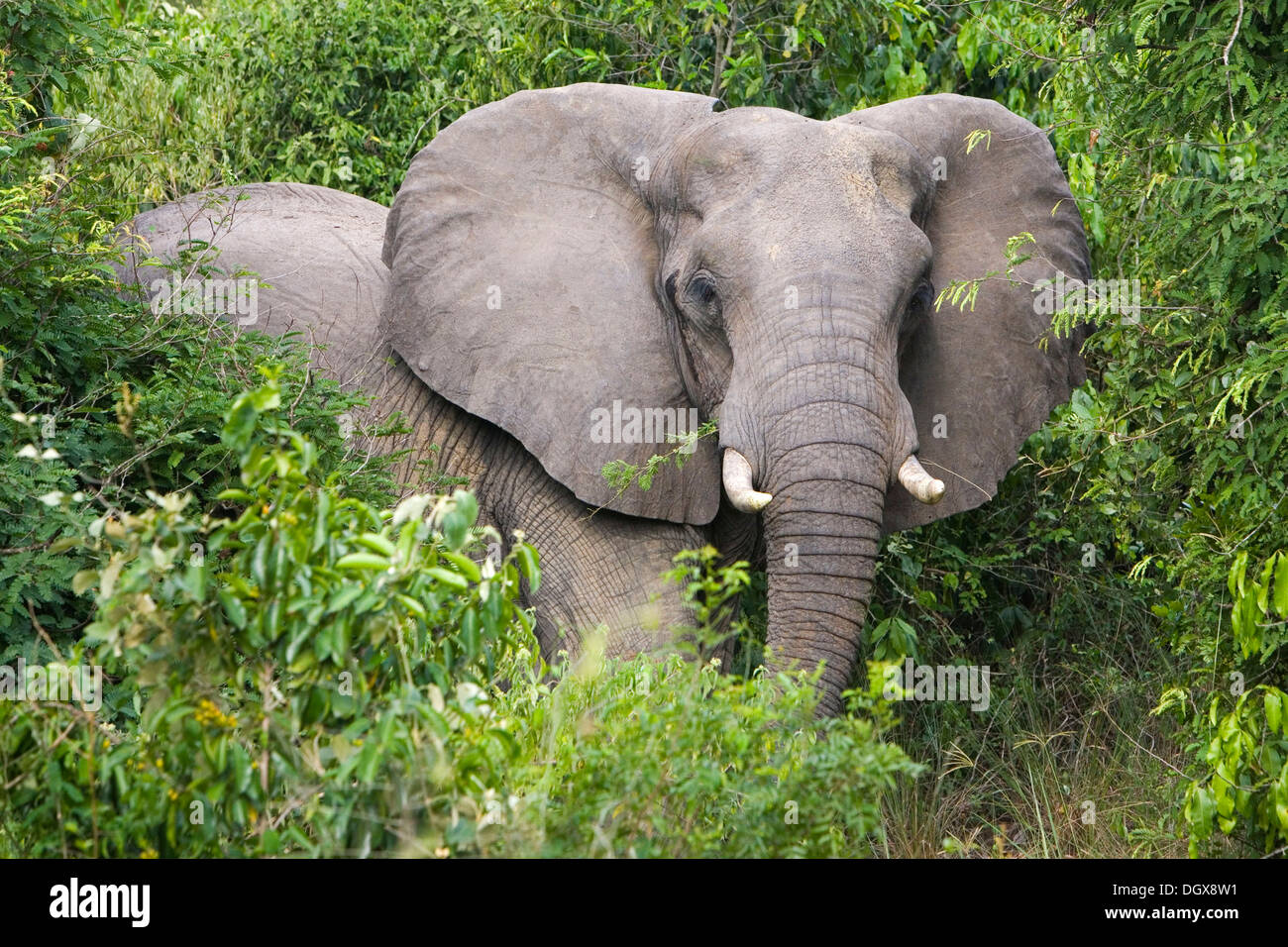 African elephant (Loxodonta africana), bull during musth or must ...