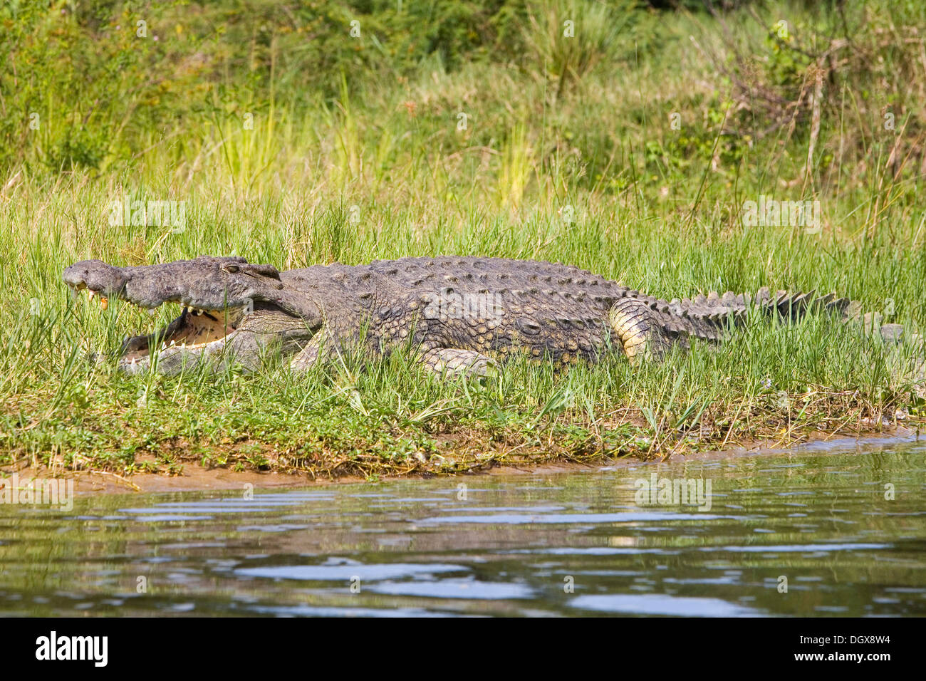 Nile crocodile or common crocodile (Crocodylus niloticus), on the banks ...