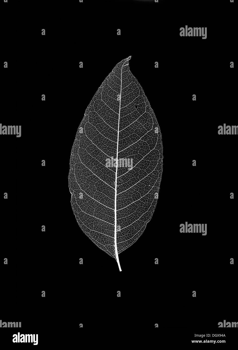 Photogram hi-res stock photography and images - Alamy