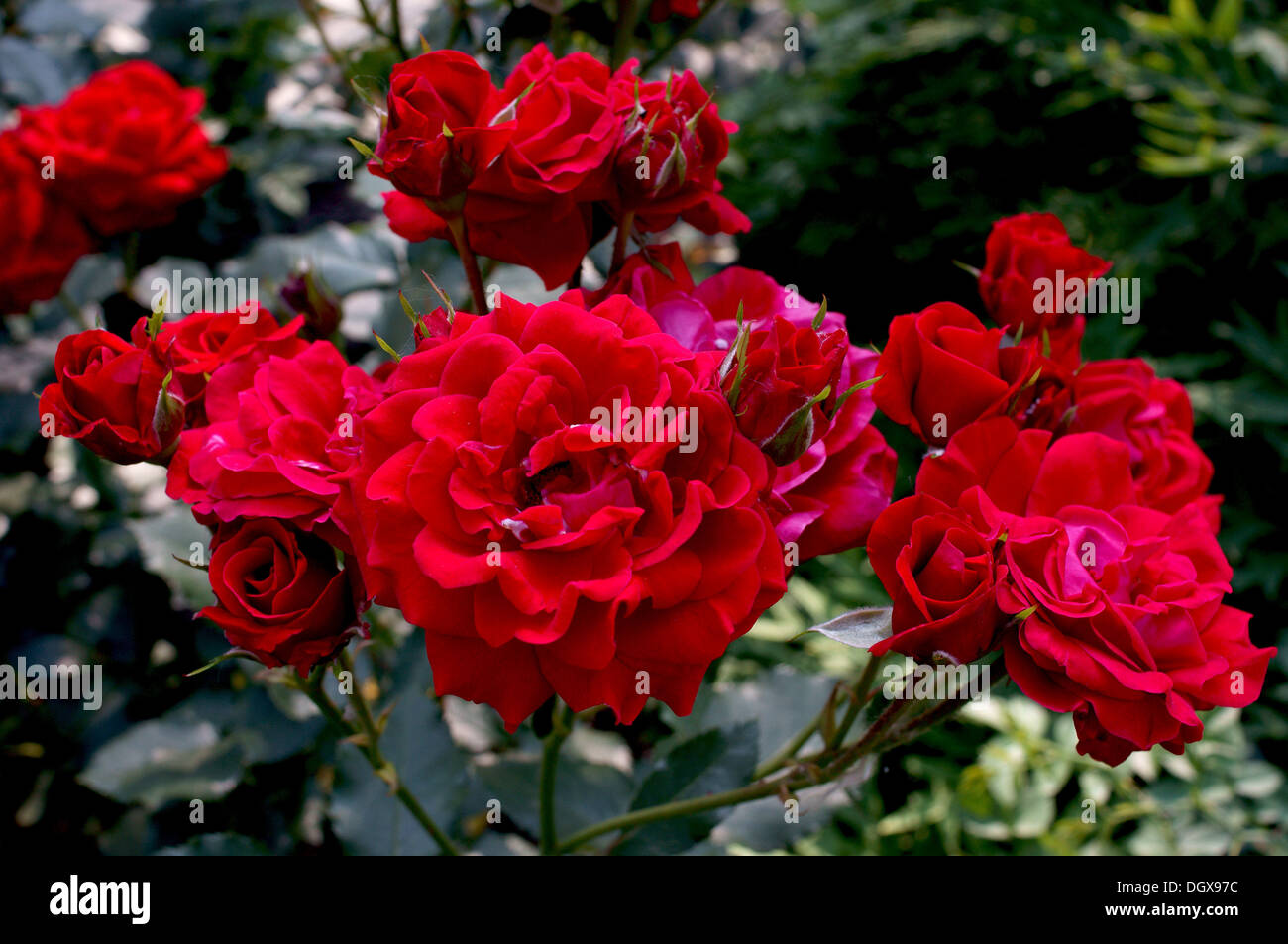 Bunch of red scarlet roses Rosa Stock Photo - Alamy